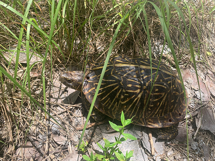 SCCF, group temporarily relocate Florida box turtles - SANIBEL-CAPTIVA ...